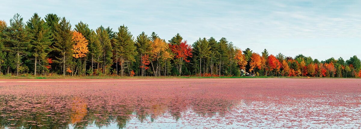 Les bonnes pratiques d’application de l’herbicide au rouleau dans les ...