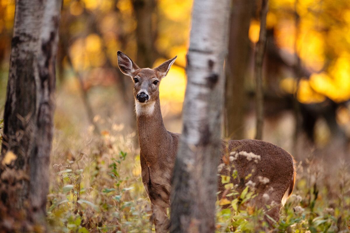 Permis spéciaux pour la récolte de cerfs sans bois : les propriétaires ...